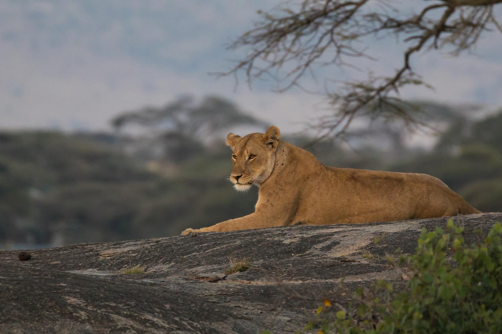 3 Days Budget Safari - Mau Africa Safaris