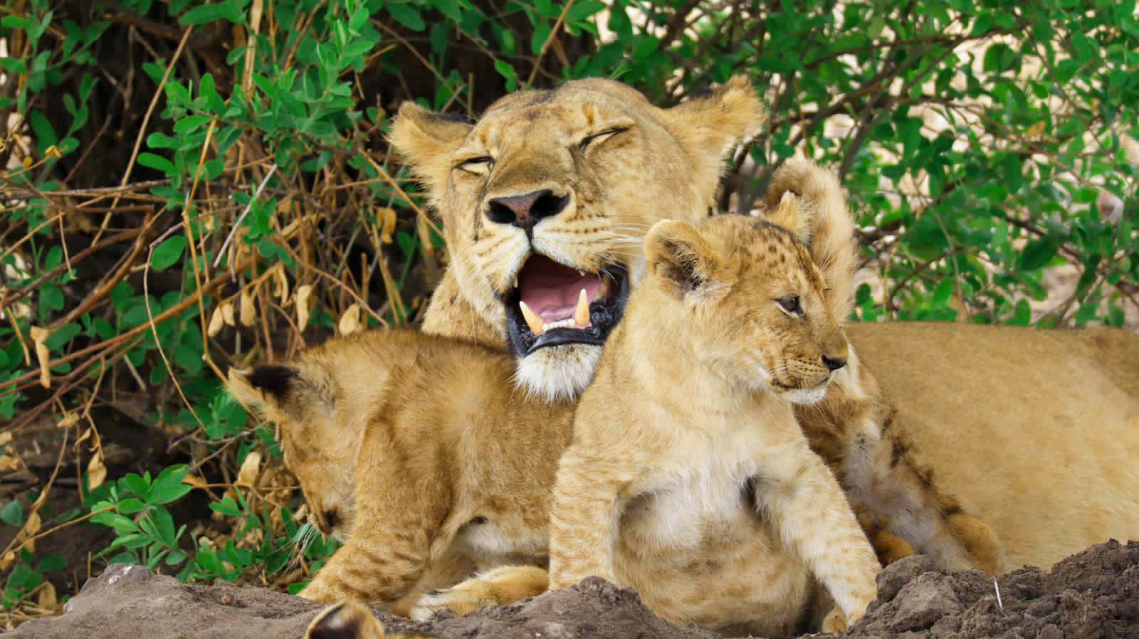 7 Days Mid Range Safari - Mau Africa Safaris